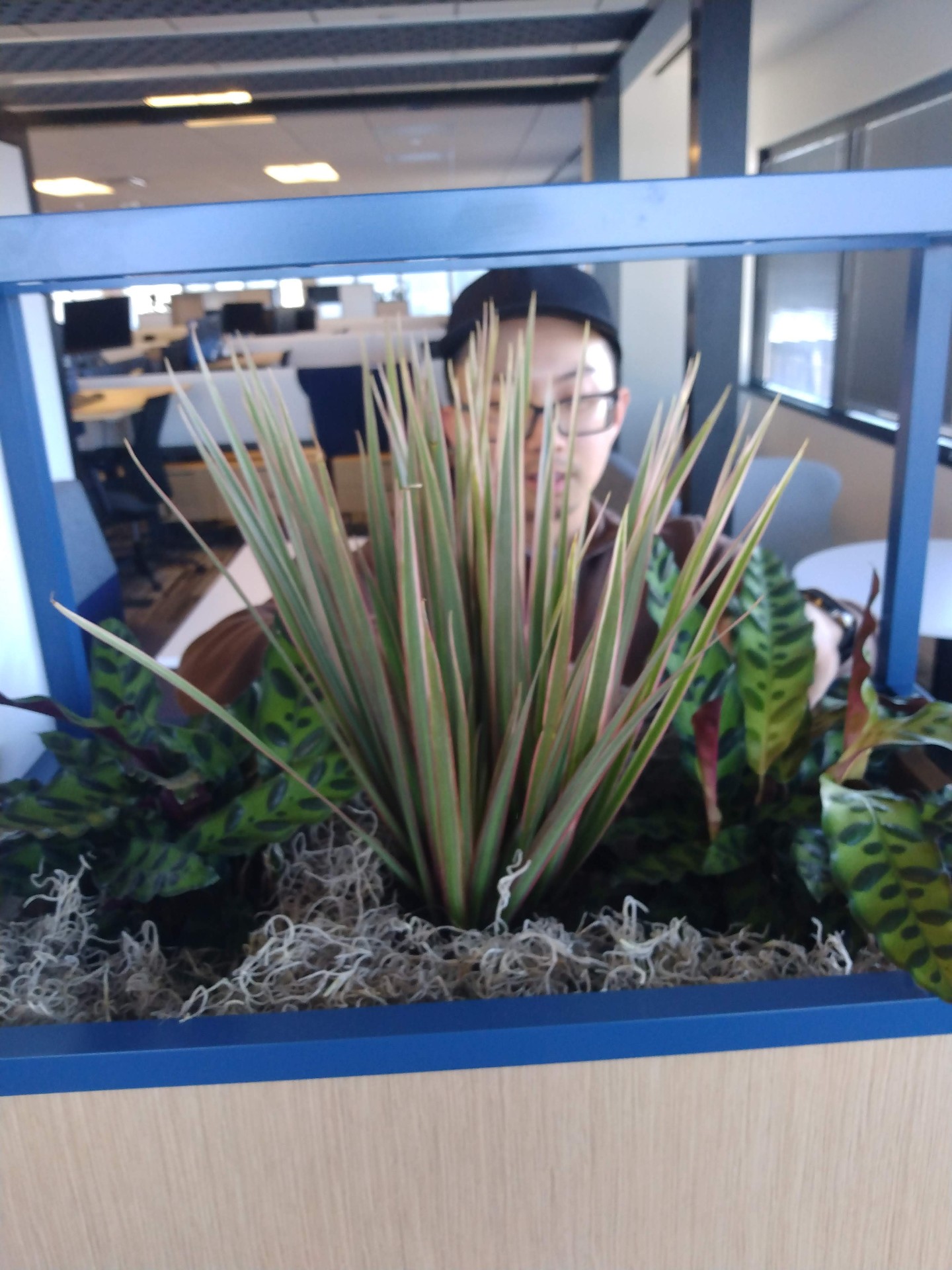 Atlanta Houseplants — Office Plant Design & Biophilic Interior Plantscaping